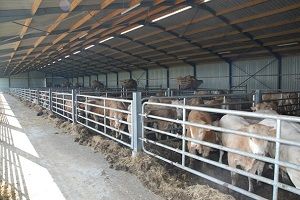 Nouveaux produits ! – OMEGA animal