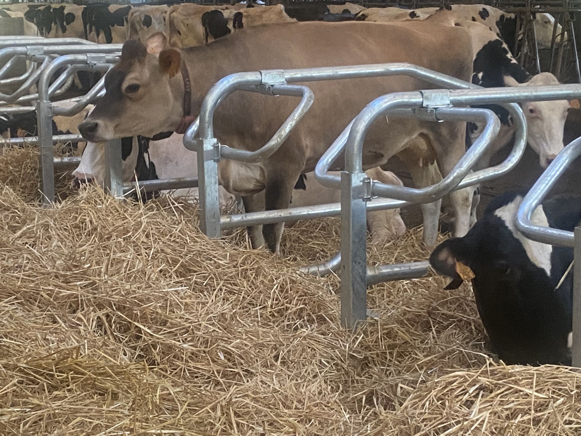 Changer ses logettes - Le témoignage d'éleveurs / Changing cubicles ...