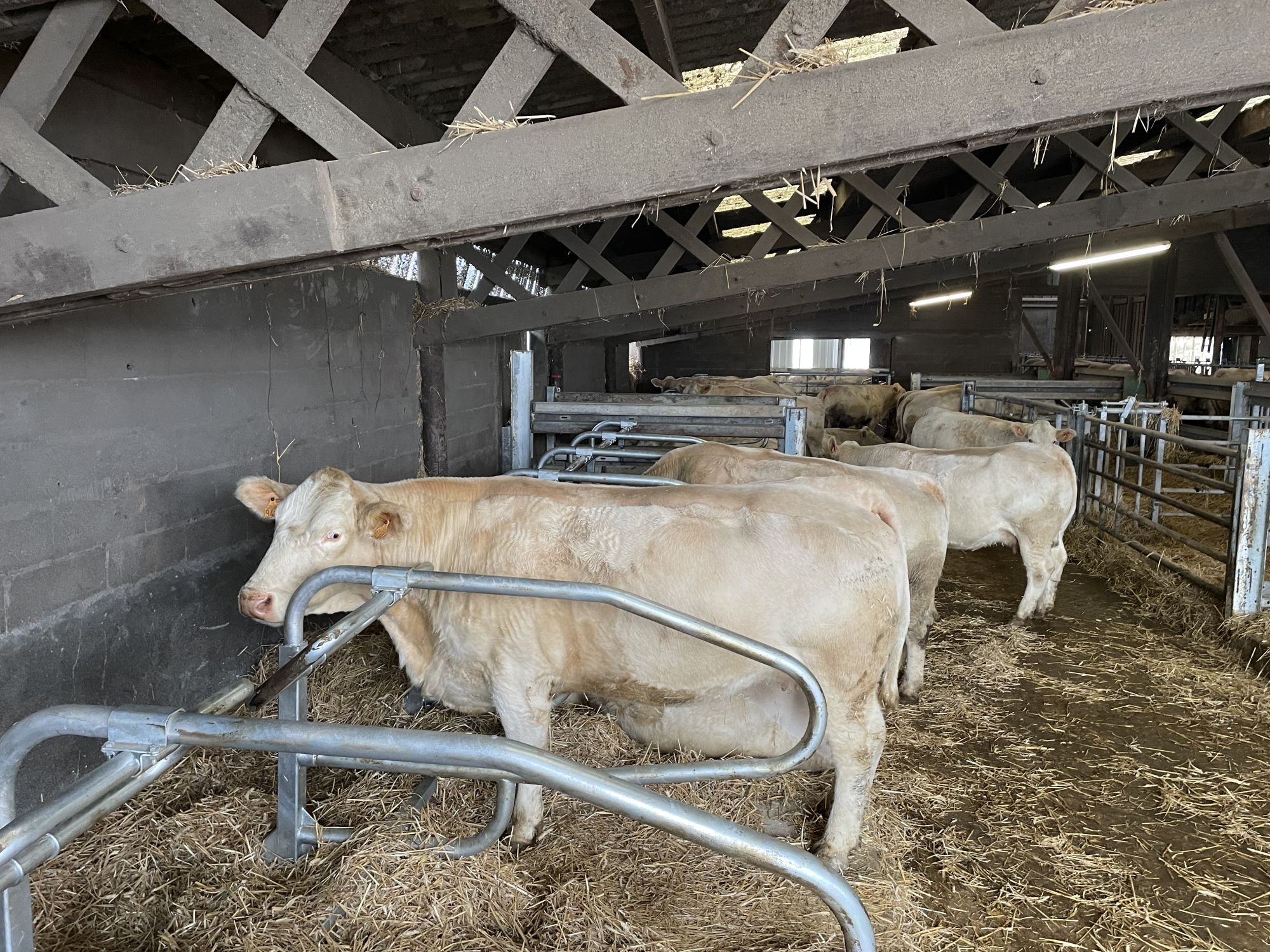 Découverte de la logette pour bovin allaitant en vidéo – OMEGA animal